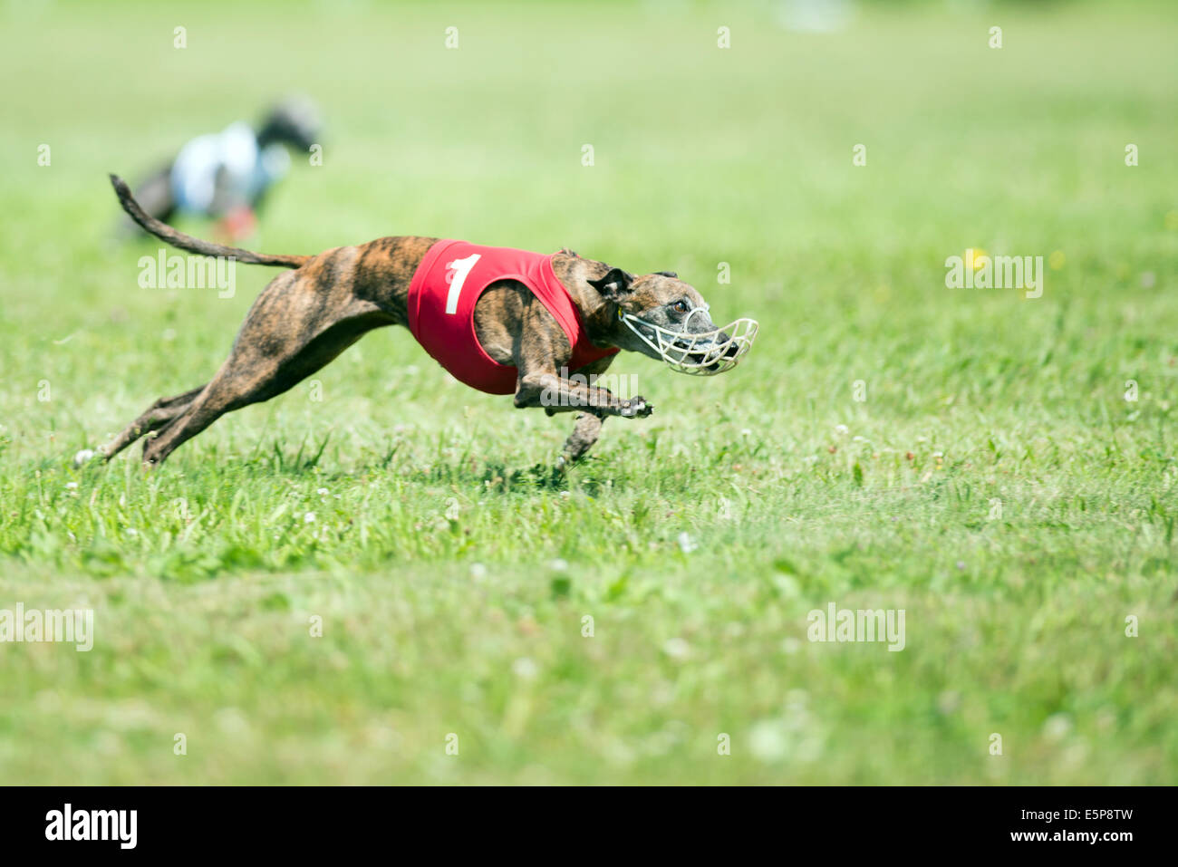 Dogs racing in coursing competition Stock Photo - Alamy