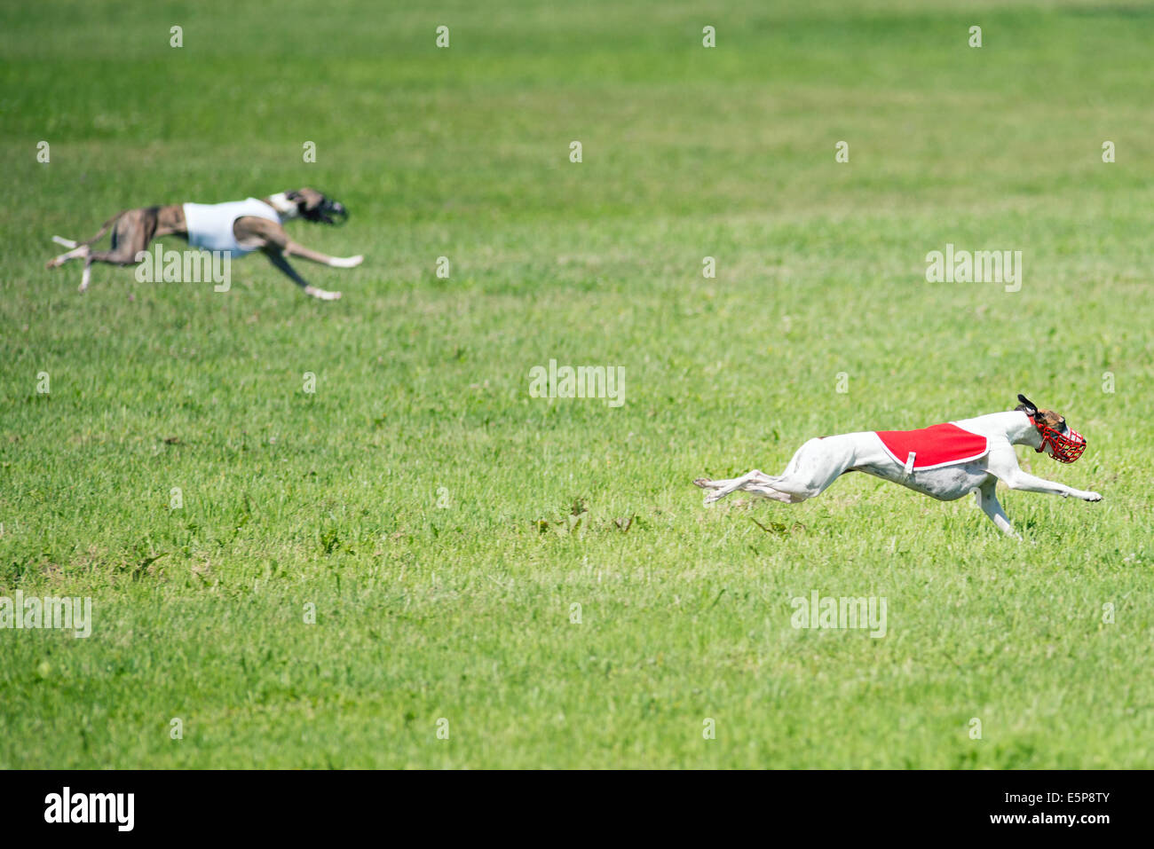 Dogs racing in coursing competition Stock Photo - Alamy