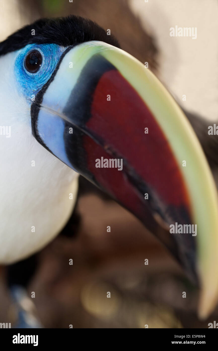 Red-billed, White-throated, or Cuvier's Toucan (Ramphastos tucanus ...