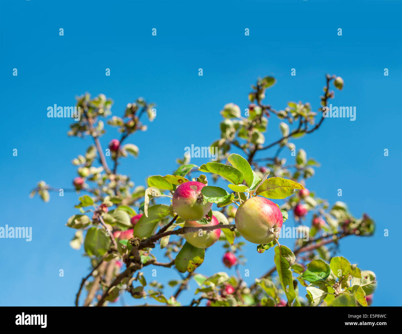 Empty apple tree hi-res stock photography and images - Alamy
