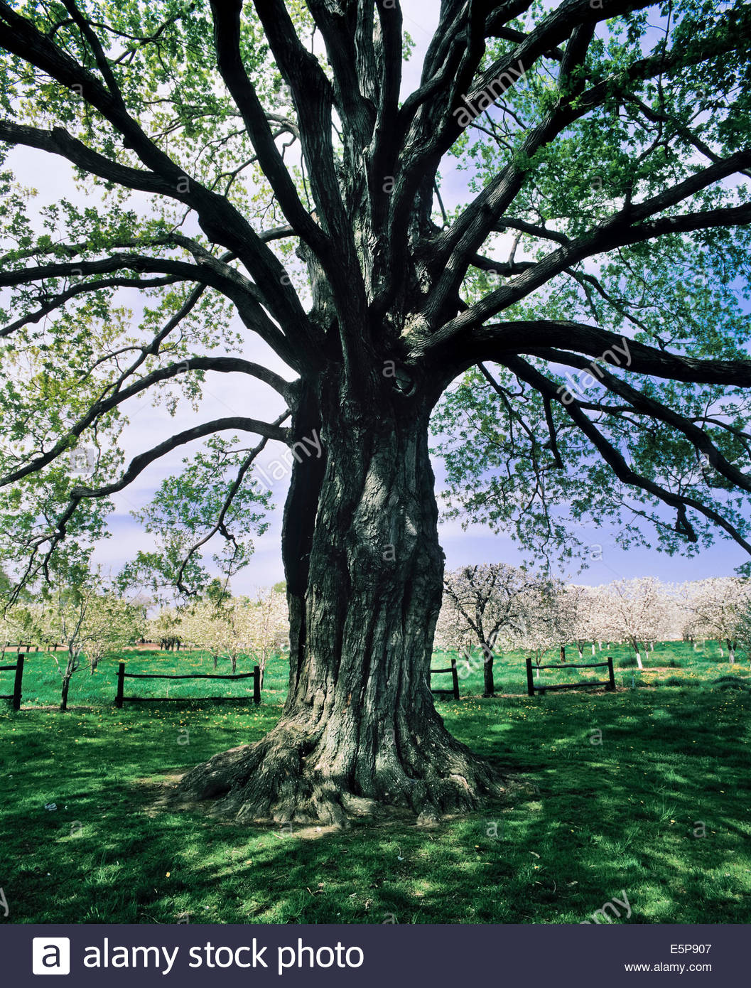 Old Sugar Maple Tree High Resolution Stock Photography and Images - Alamy