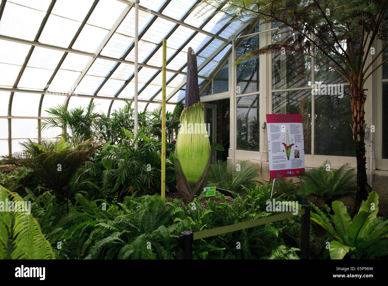 Unopened bud of the corpse flower or titan arum (Amorphophallus titanum ...
