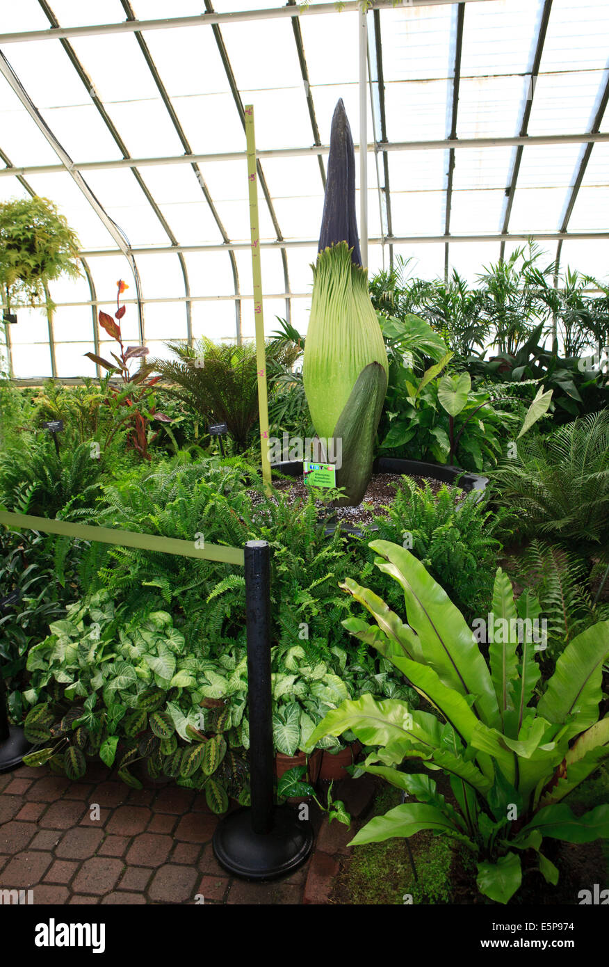 Buffalo botanical gardens hi-res stock photography and images - Alamy