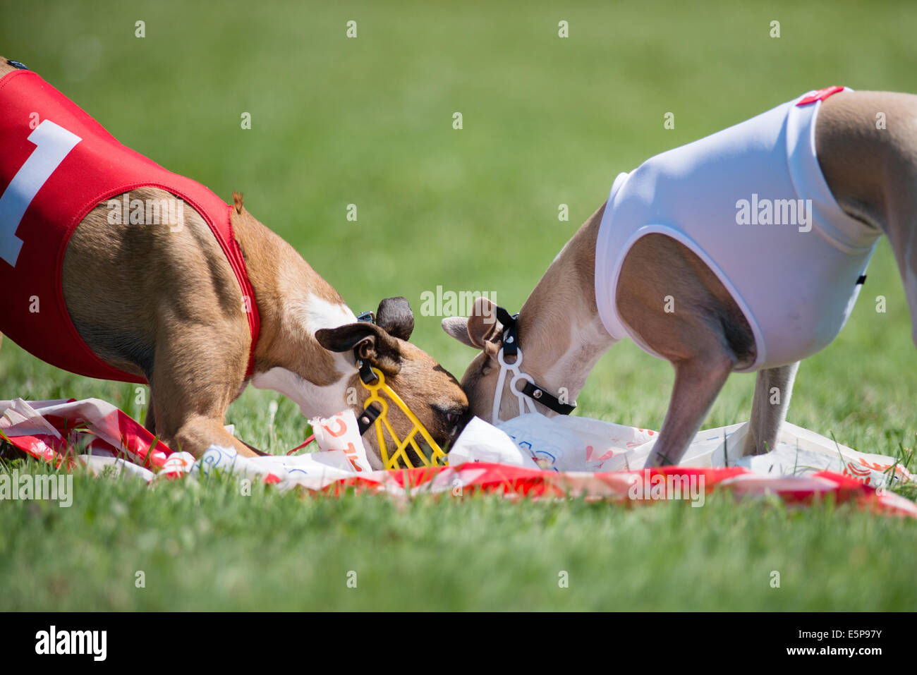 Dogs catching lure during coursing competition Stock Photo - Alamy