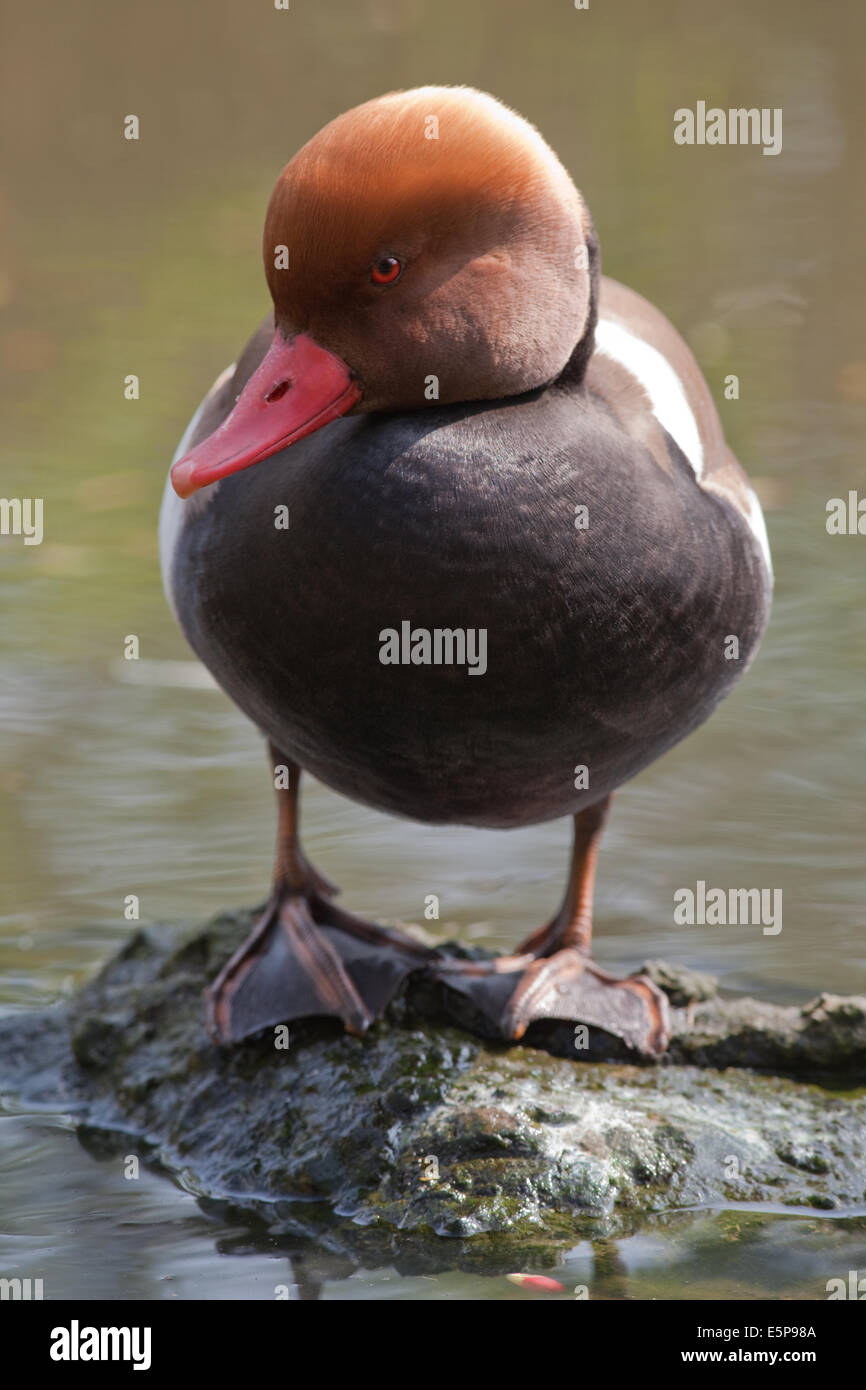 Full frontal male hi-res stock photography and images - Alamy