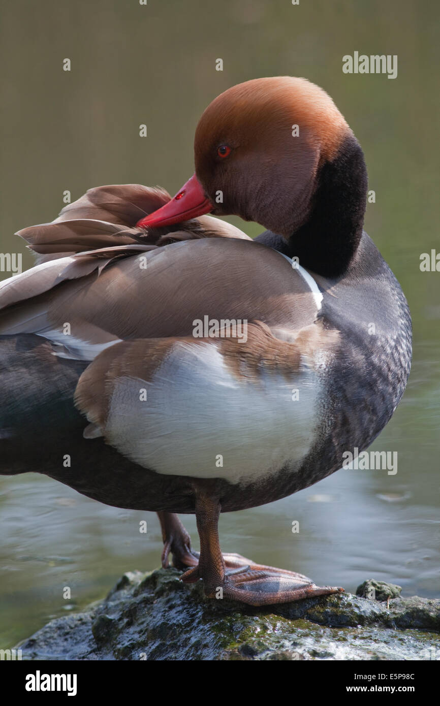 Male preening hi-res stock photography and images - Alamy