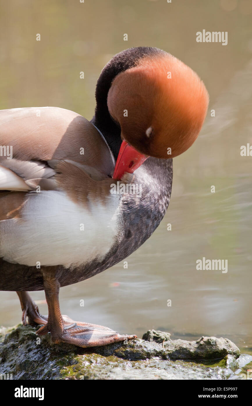 Male preening hi-res stock photography and images - Alamy
