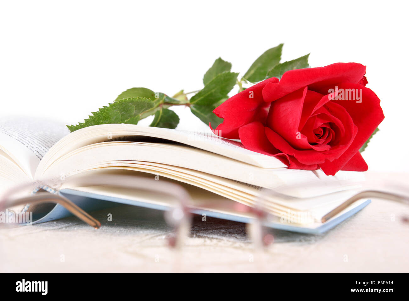 Open book and red rose on pages of book on white background with ...