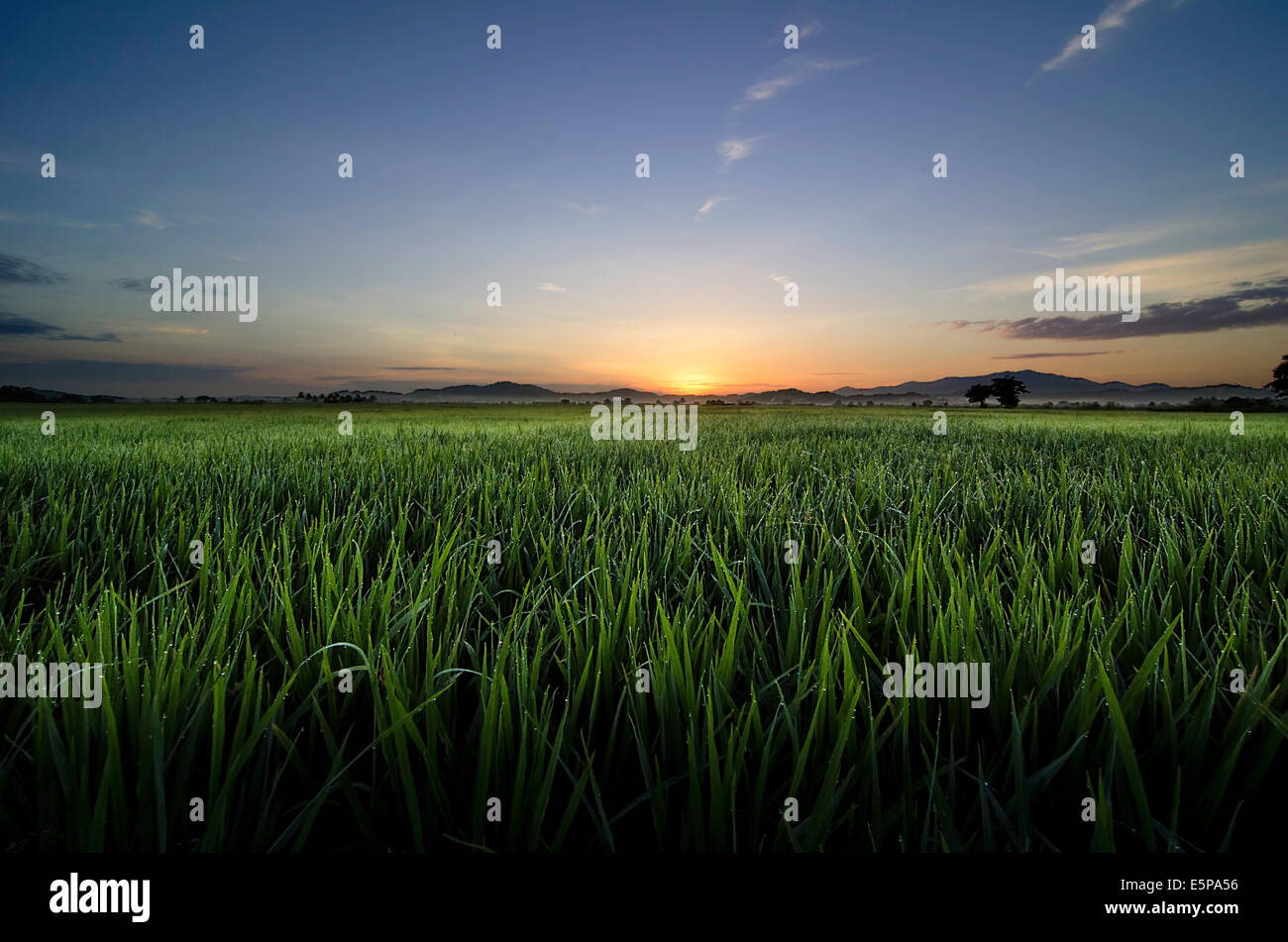 The paddy line hi-res stock photography and images - Alamy