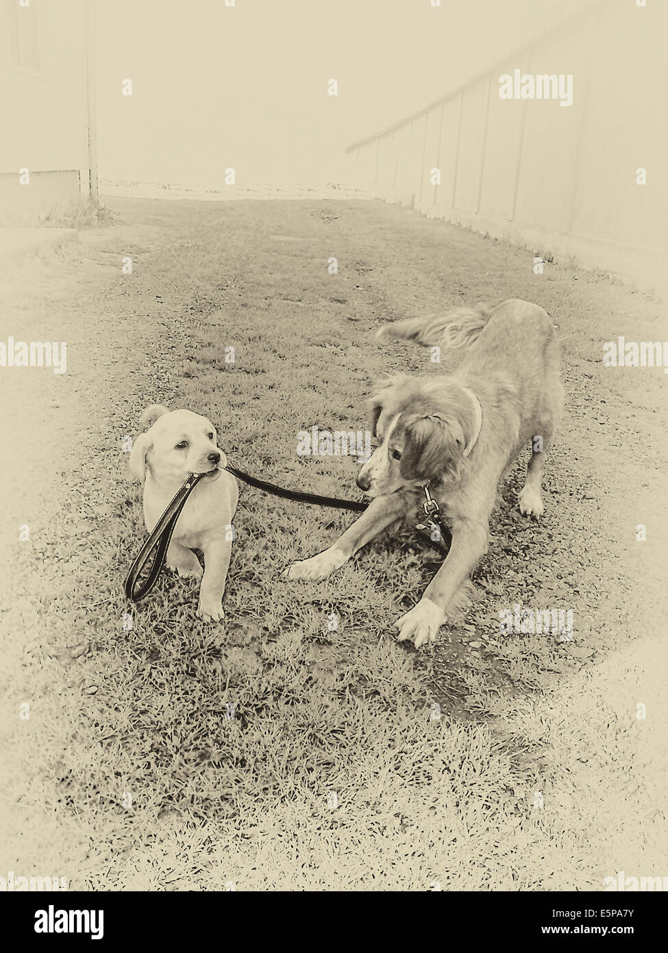 Friendship between two dogs with guidance where little puppy dog is ...