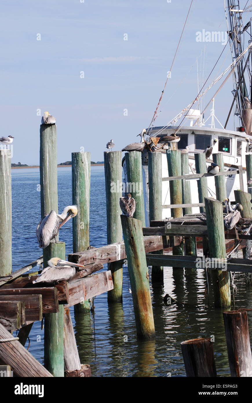 Pelican commercial building hi-res stock photography and images - Alamy