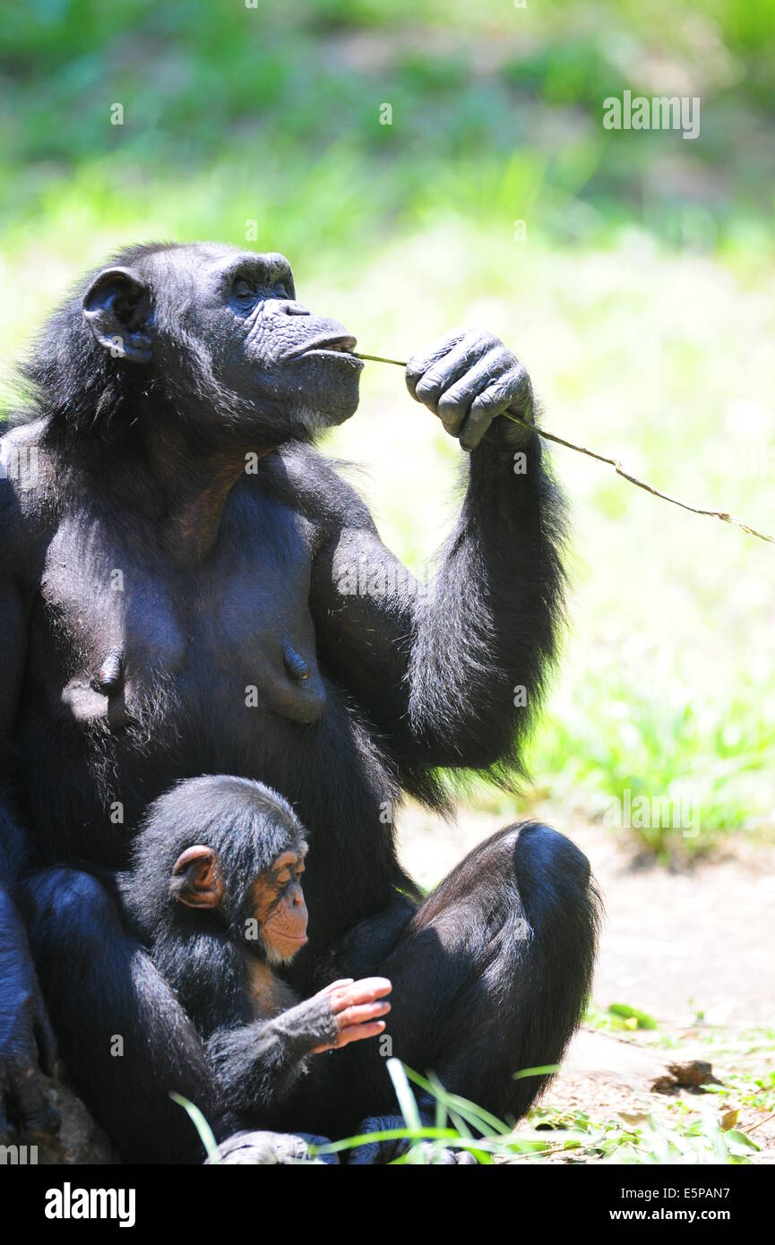 Chimpanzee mom and baby (they are tasting honey taken from a man-made ...