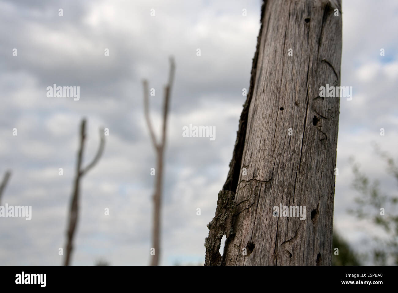 Gallipoli dead hi-res stock photography and images - Alamy