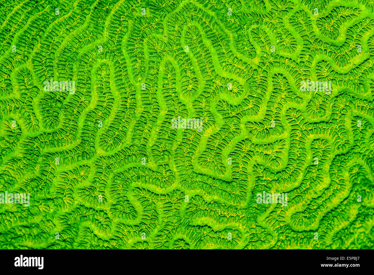 Color of shellfish and background design concept Stock Photo - Alamy