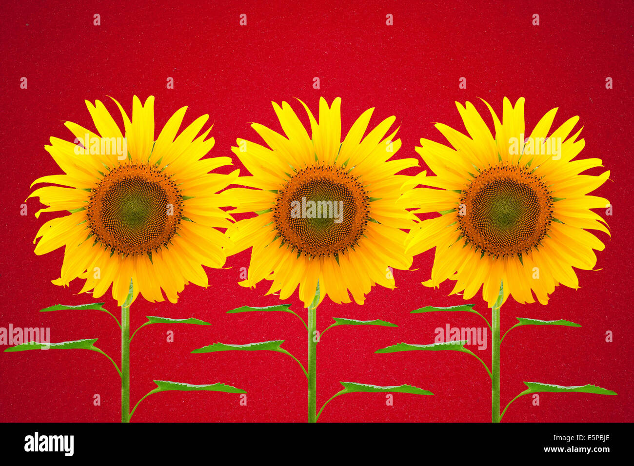 Beautiful background with yellow color of sunflower Stock Photo - Alamy
