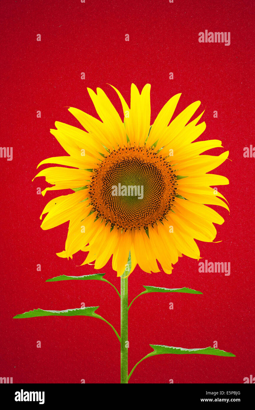 Beautiful background with yellow color of sunflower Stock Photo - Alamy