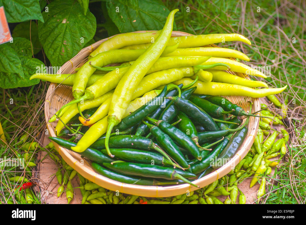 Handful of red hot Thai chili papers on white background Stock Photo ...