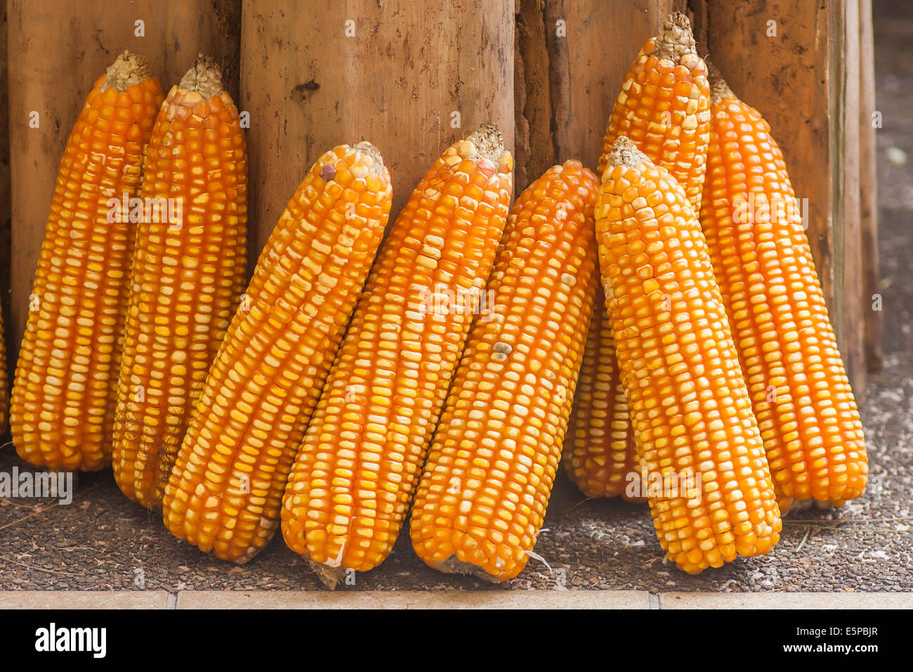 Corn cobs and corn kernels Stock Photo - Alamy