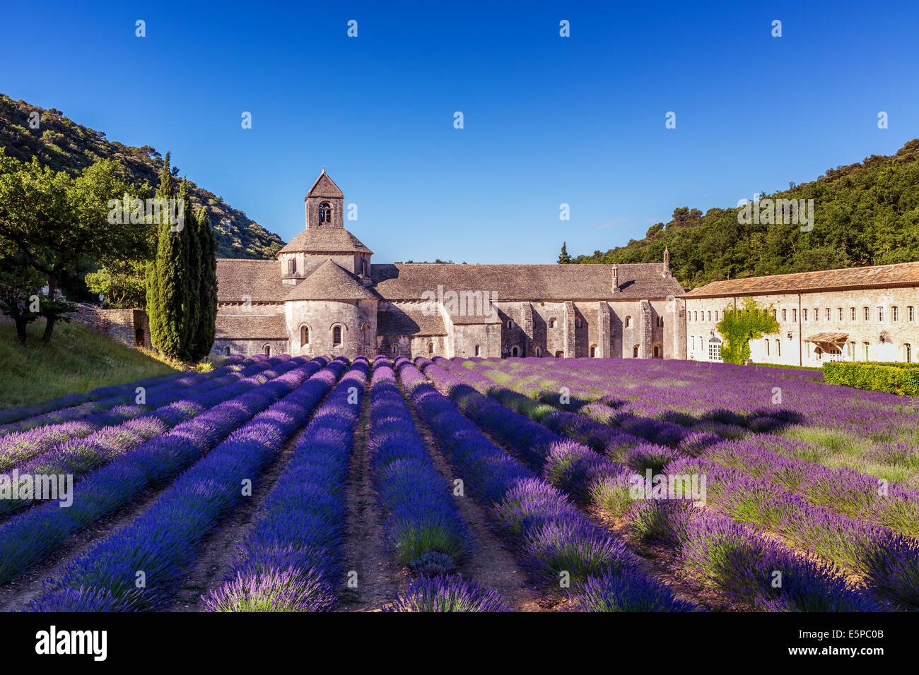 The Romanesque Cistercian Abbey of Notre Dame of Senanque set amongst ...