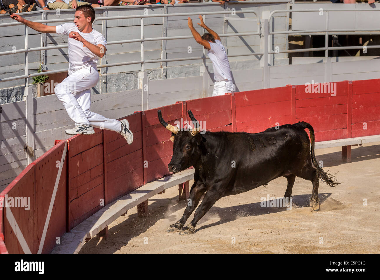 A bullfighter tries to escape a chasing bull, Camargue races, Arles ...
