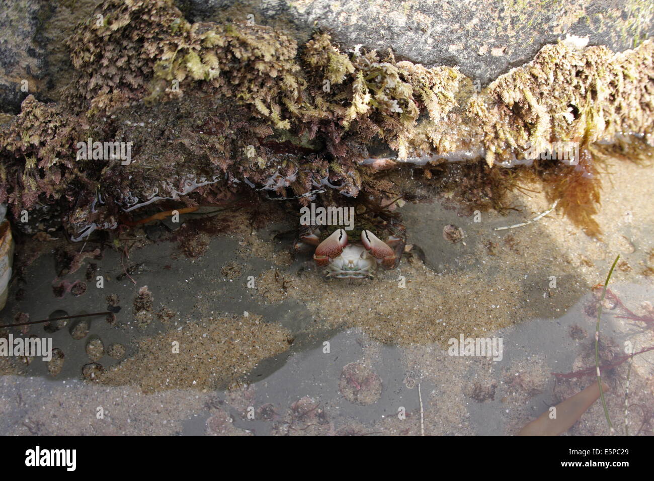 Tide pool crab hi-res stock photography and images - Alamy