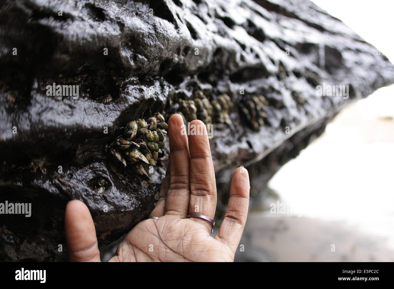 Ocean barnacles hi-res stock photography and images - Alamy