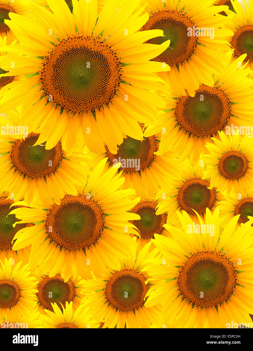 Beautiful background with yellow color of sunflower Stock Photo - Alamy