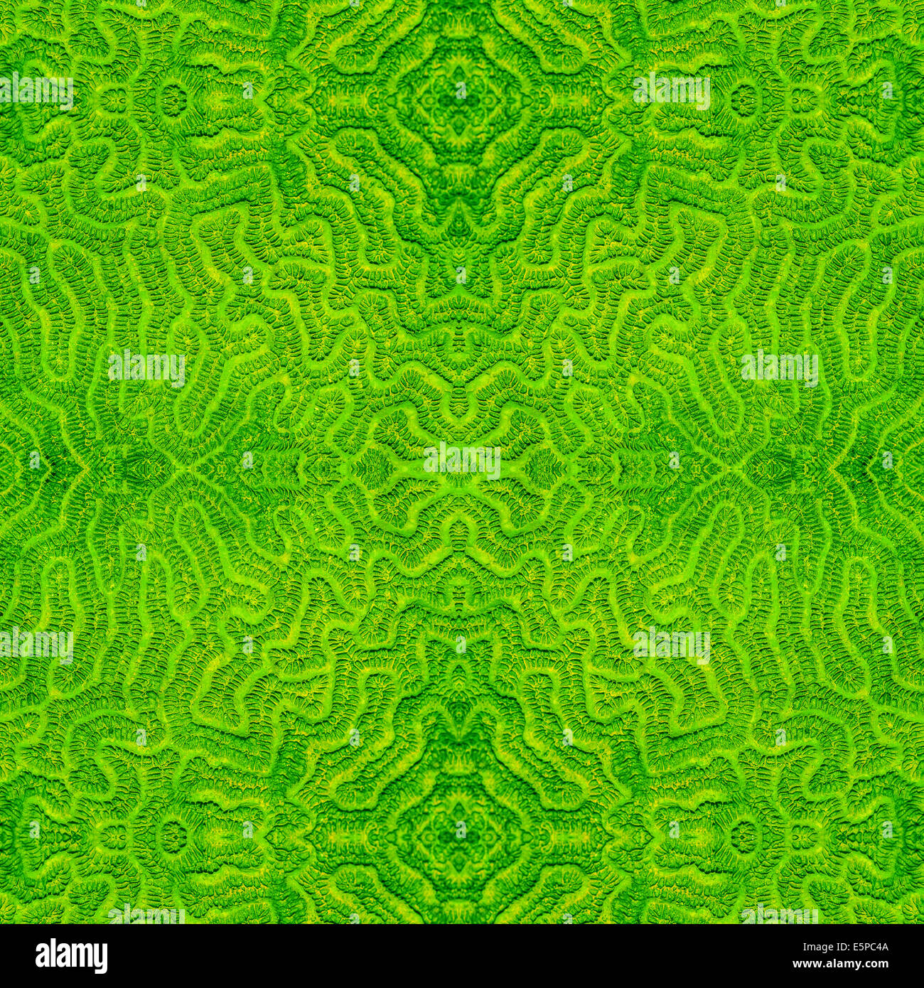 Coral texture background Stock Photo - Alamy