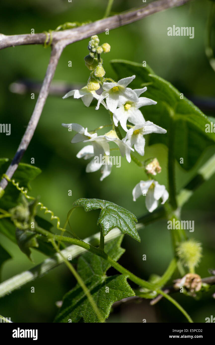 Cucamonga hi-res stock photography and images - Alamy