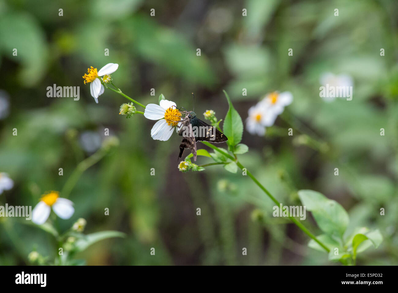 Long tailed insect hi-res stock photography and images - Alamy