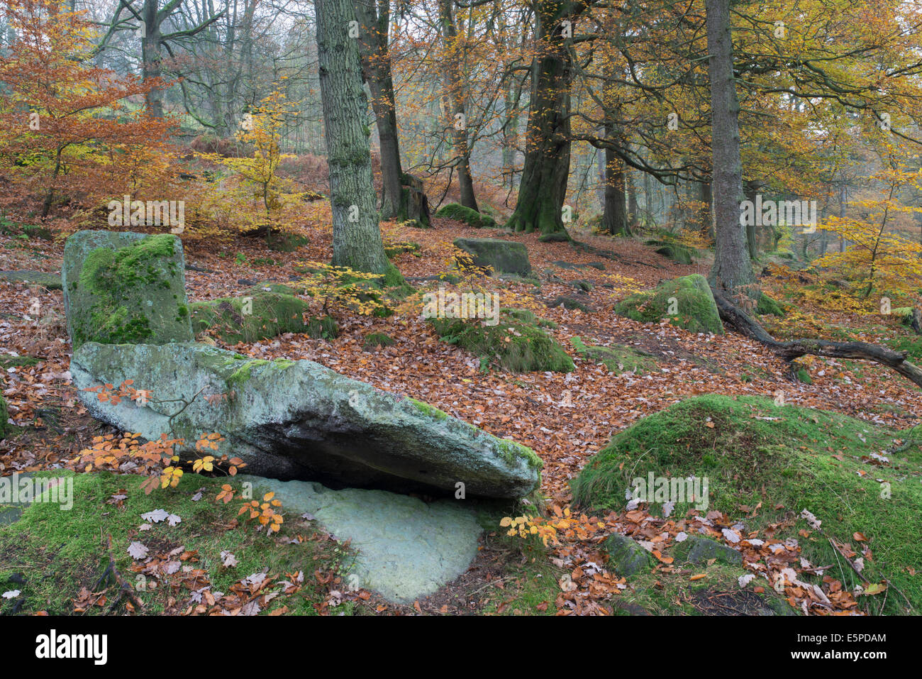 An autumnal view of Padley Gorge in the Peak District Stock Photo - Alamy