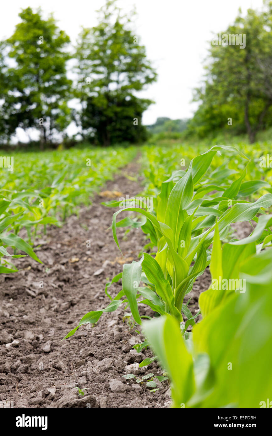 Agricultural field on which grow up corn plants, Corn field in spring ...