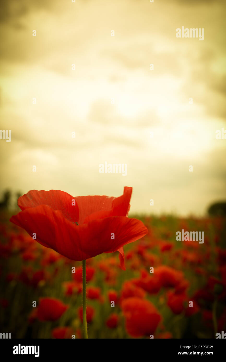 Wildflower under sunset hi-res stock photography and images - Alamy