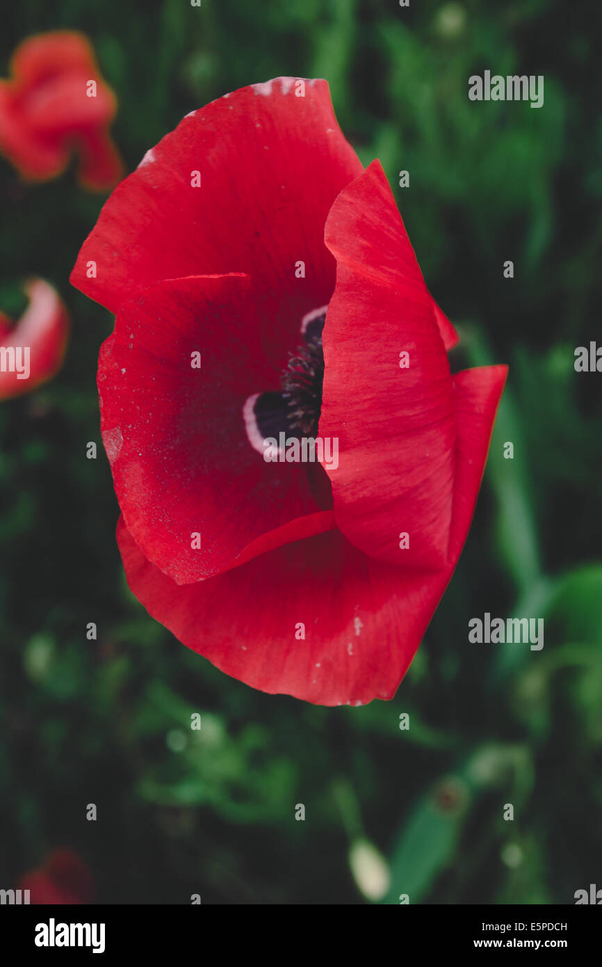 Nightfall elegance hi-res stock photography and images - Alamy