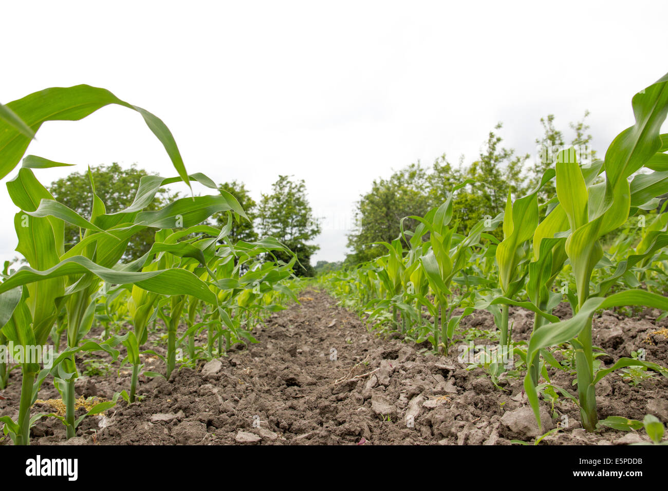 Corn field agriculture with young corn plants in the soil, Cornfield ...