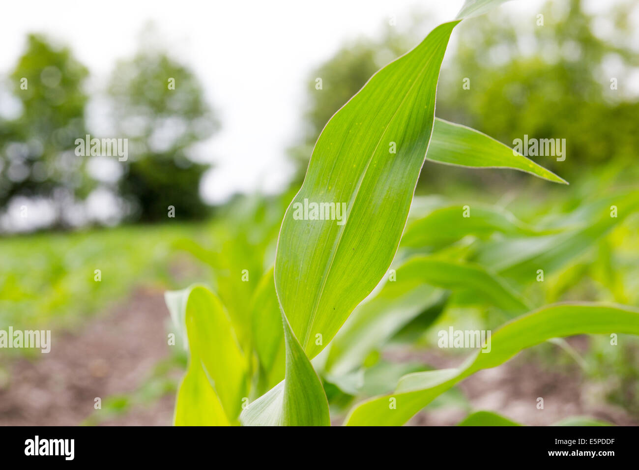Corn plant leaf on the field, Green corn leaf, Maize leaf Stock Photo ...
