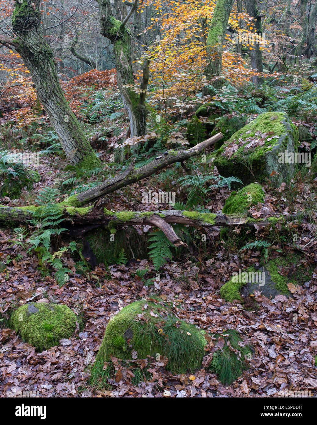 An autumnal view of Padley Gorge in the Peak District Stock Photo - Alamy