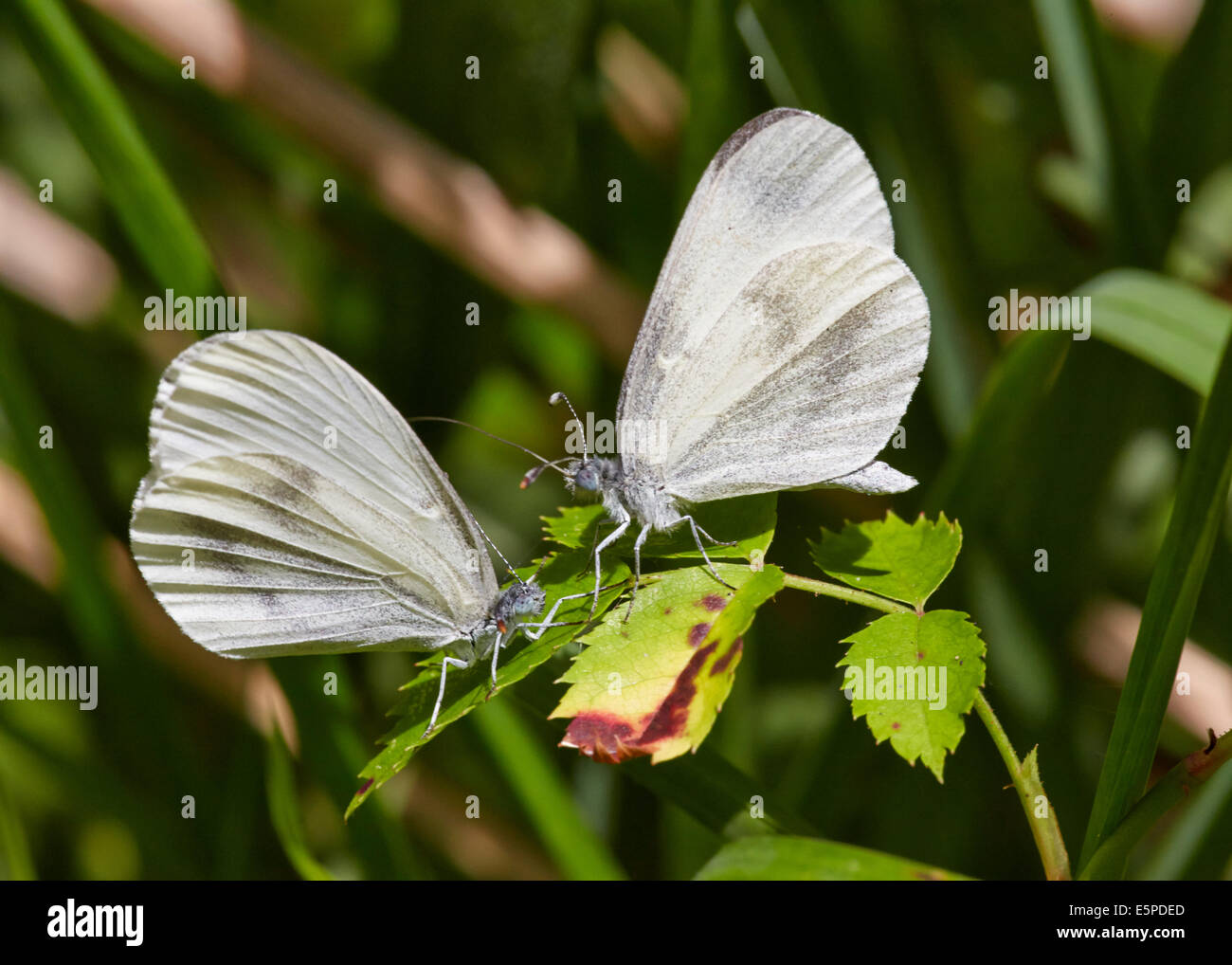 Courtship ritual of Wood White butterflies. Oaken Wood, Chiddingfold ...