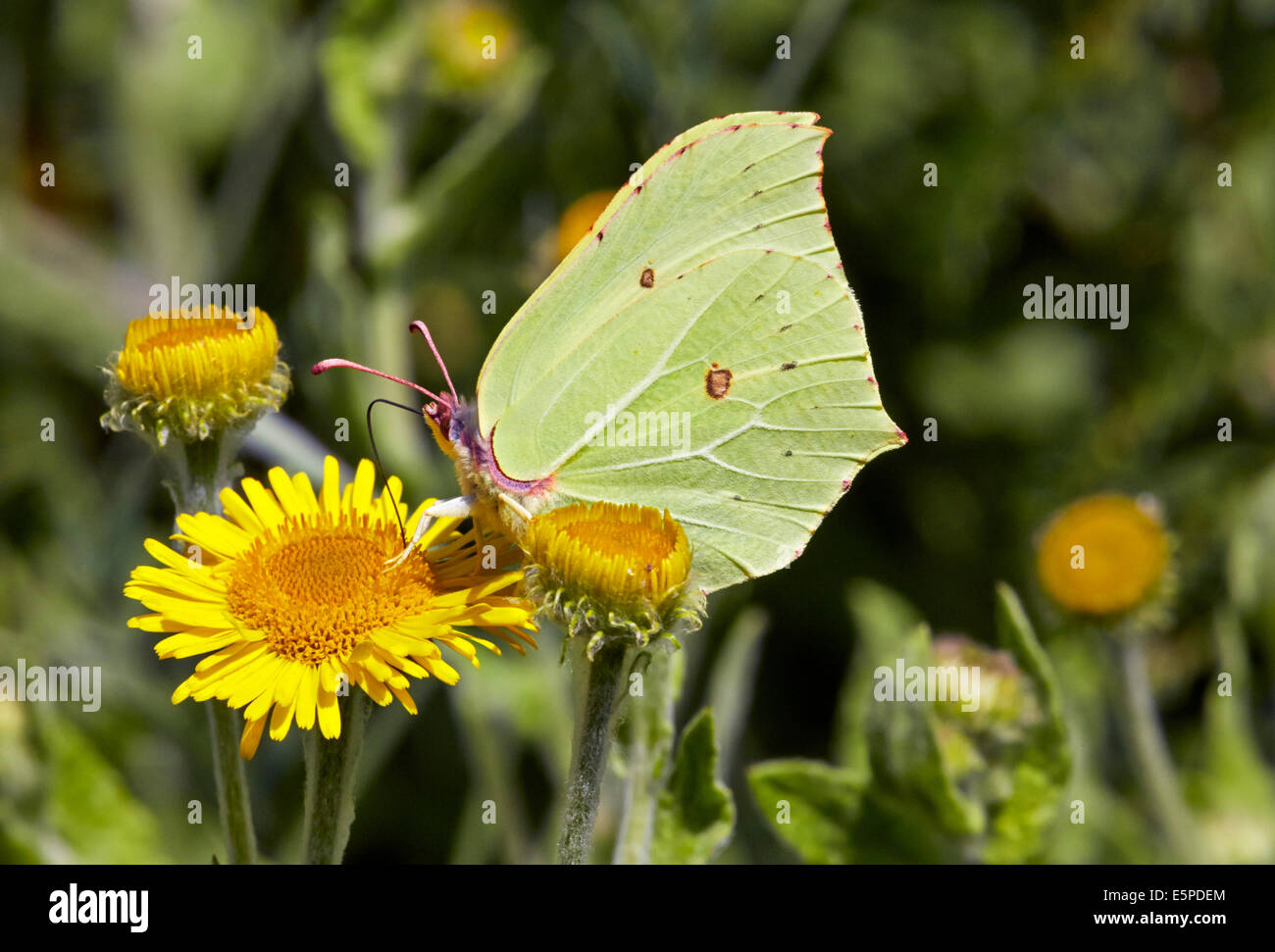 Brimstone butterfly (male) feeding on common fleabane. Oaken Wood ...