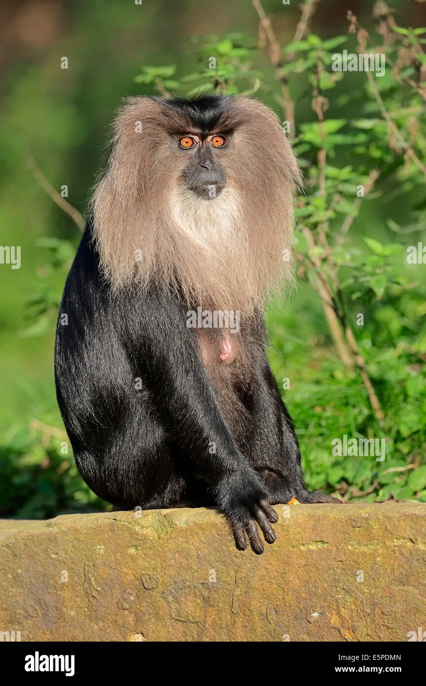 Lion-tailed Macaque or Wanderoo (Macaca silenus), female, captive ...