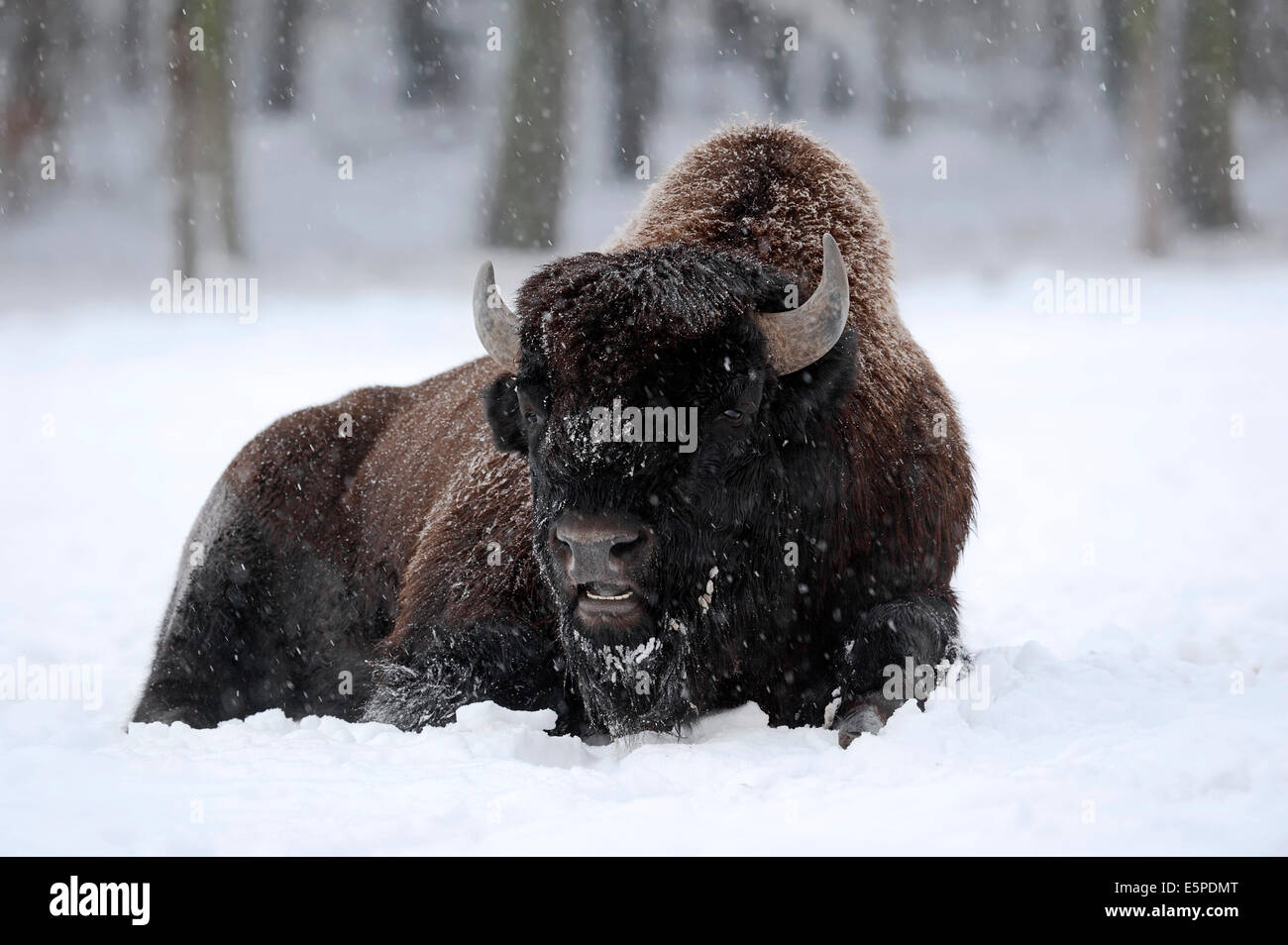 American Bison or American Buffalo (Bison bison), bull in winter ...