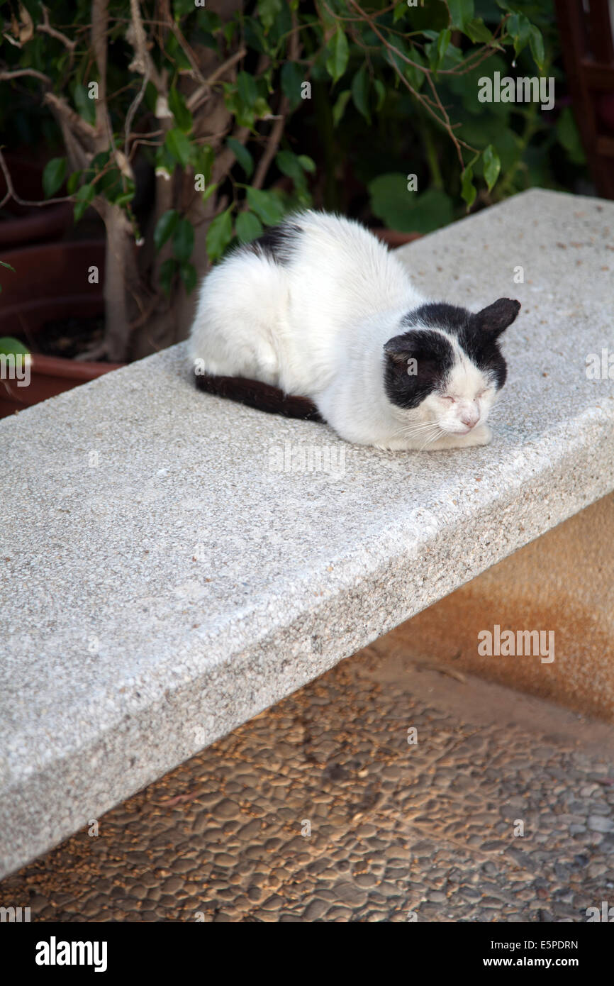 Cat Resting on Stone Bench Stock Photo - Alamy