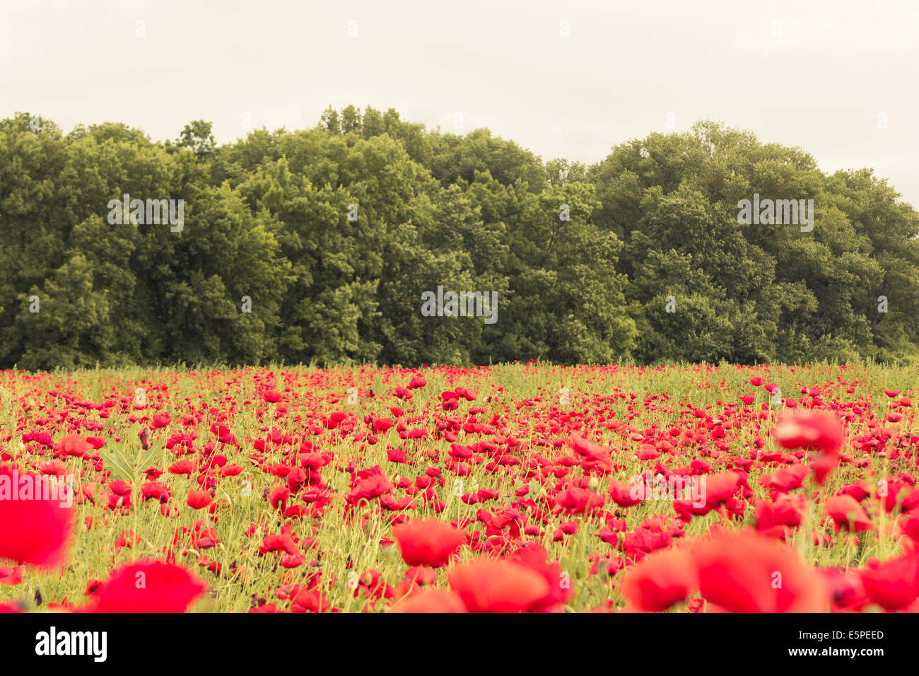 Floral landscape wallpaper with red blooming flowers field in Spring ...