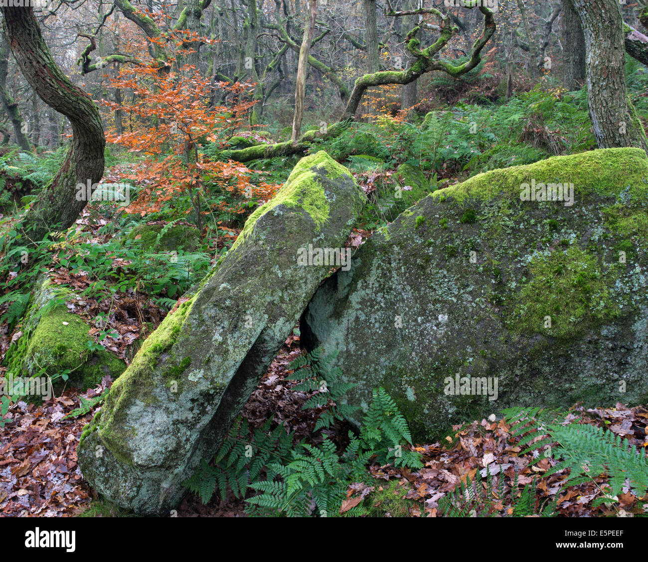 An autumnal view of Padley Gorge in the Peak District Stock Photo - Alamy
