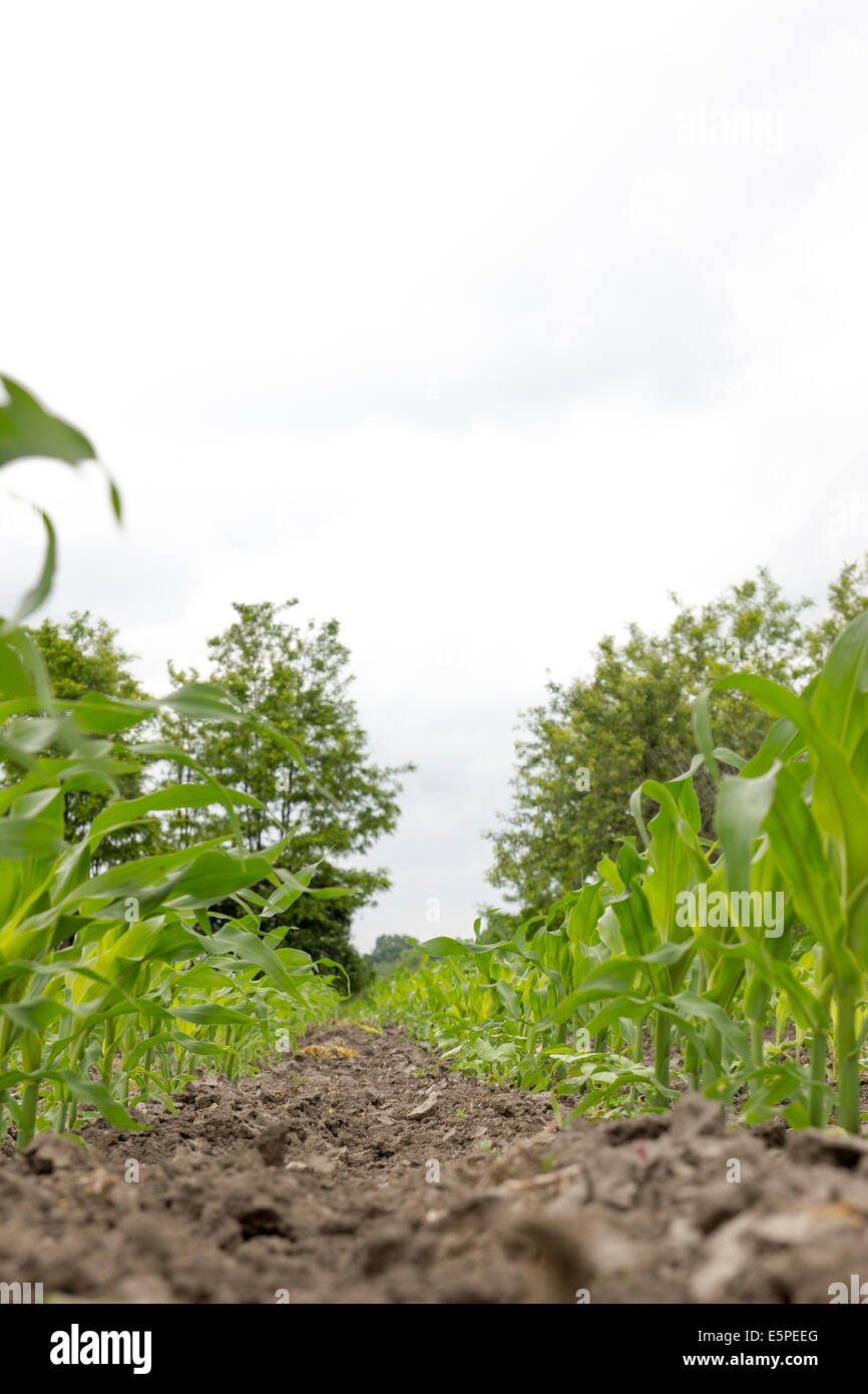 Maize stem ground hi-res stock photography and images - Alamy