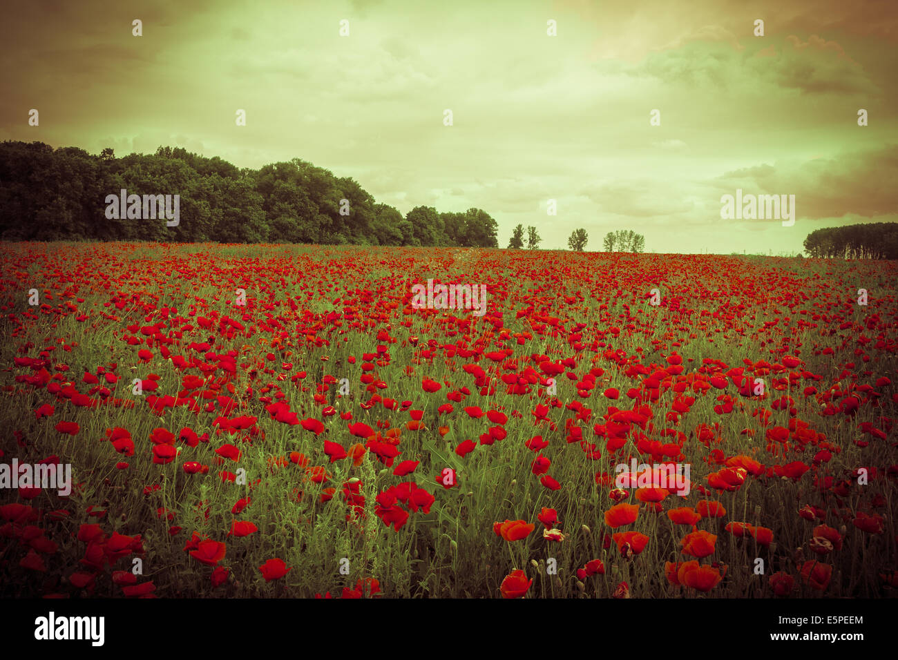 Idyllic field with beautiful red poppies flowers against the sunset sky ...