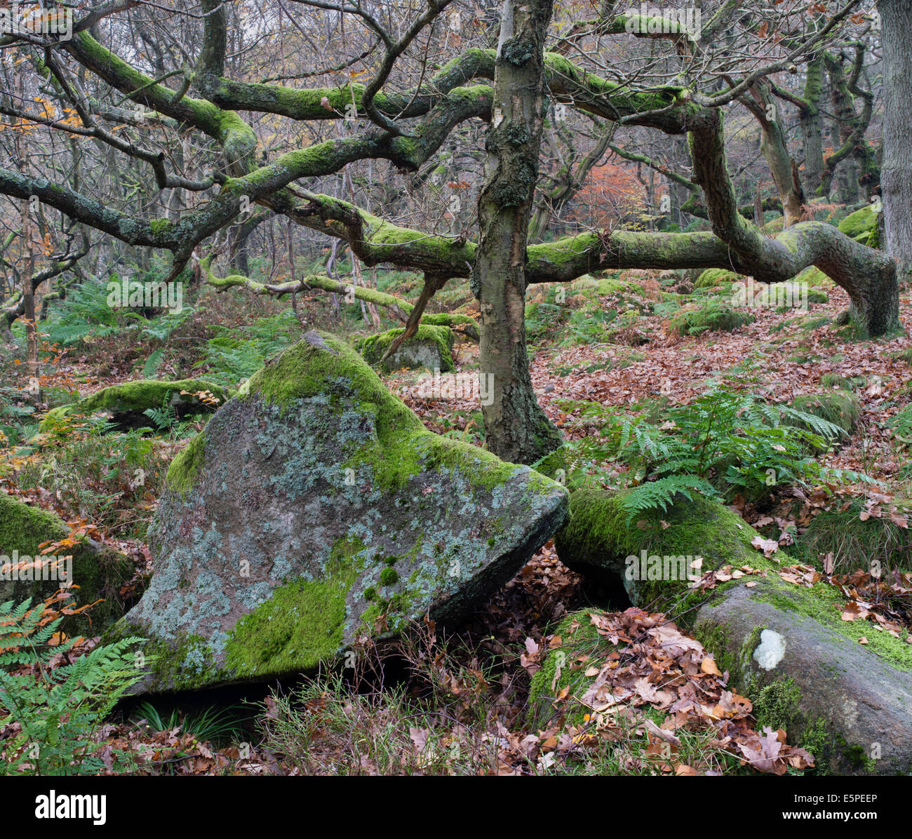 An autumnal view of Padley Gorge in the Peak District Stock Photo - Alamy