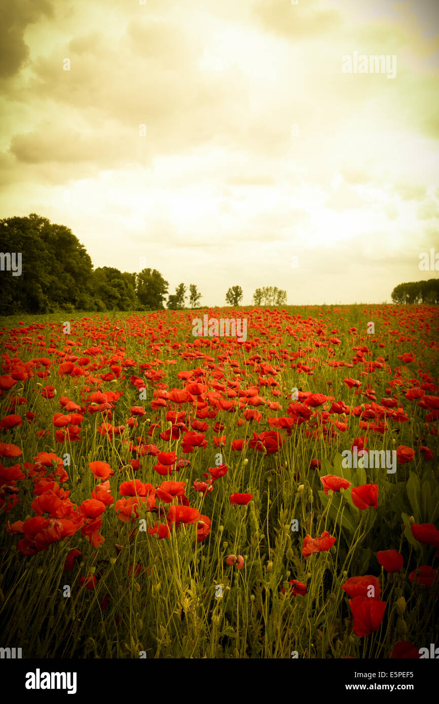 Landscape of romantic poppy field with red wildflowers illuminated on ...