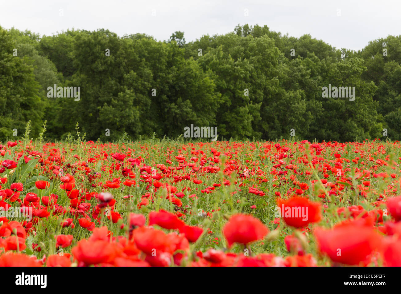 Landscape wallpaper of red flower field with green trees in background ...