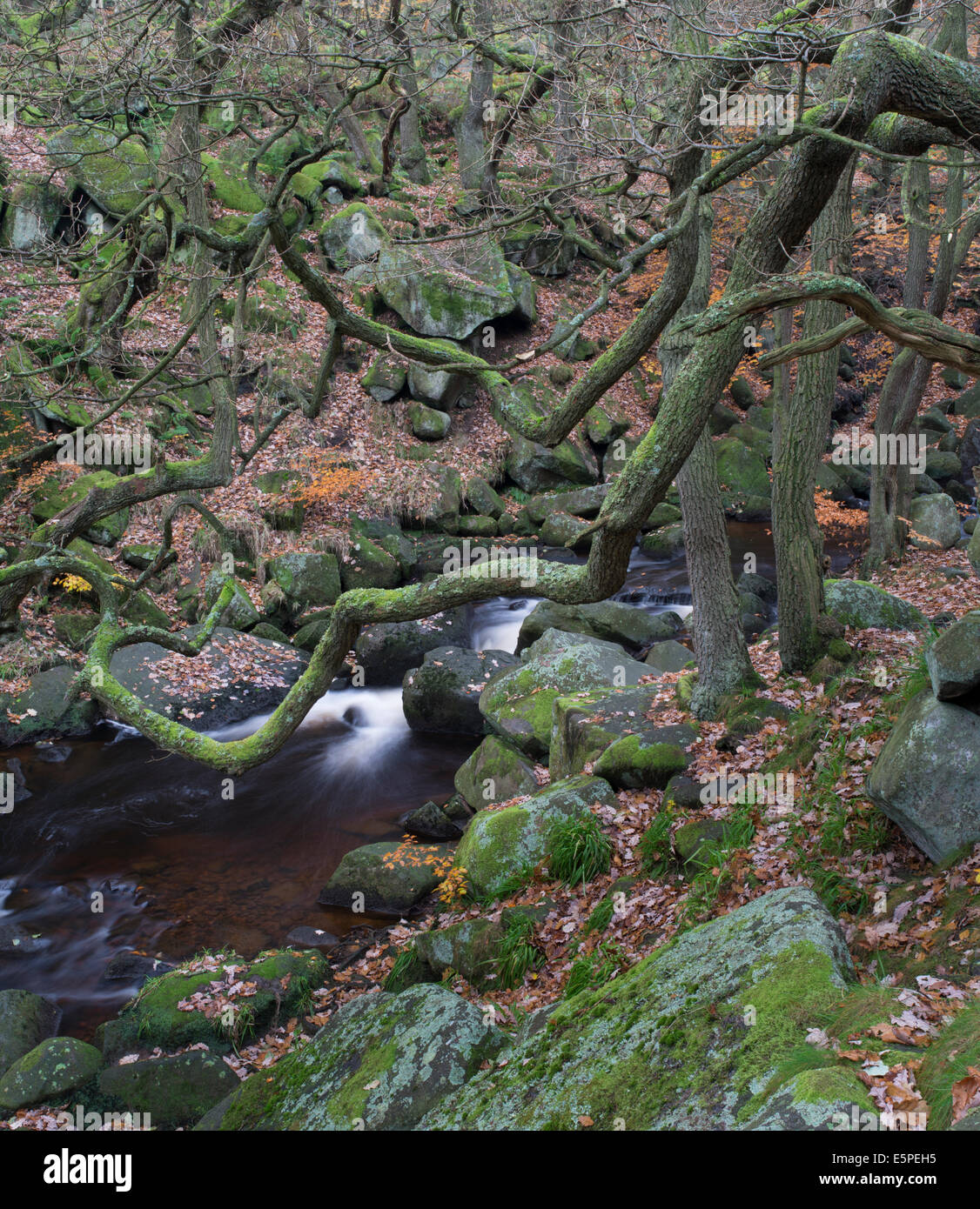 An autumnal view of Padley Gorge in the Peak District Stock Photo - Alamy